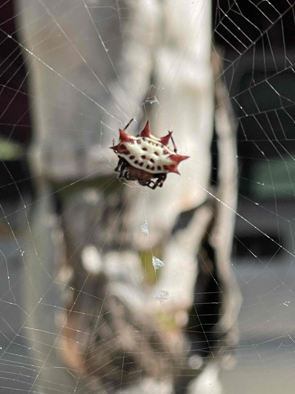 Jalisco spiders – GANG