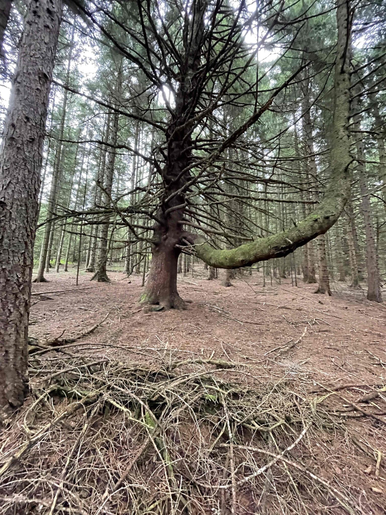 Wizard Tree – GANG